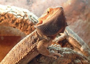 Milben bei Bartagamen - was tun? | Bartagamen Ratgeber